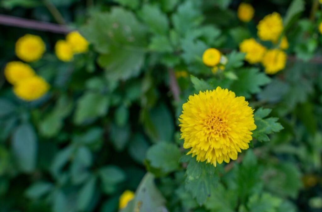6 Arti Bunga Krisan Berdasarkan Warna dan Manfaatnya
