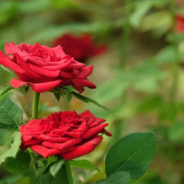 Jenis Bunga Lambang Cinta Abadi untuk Valentine